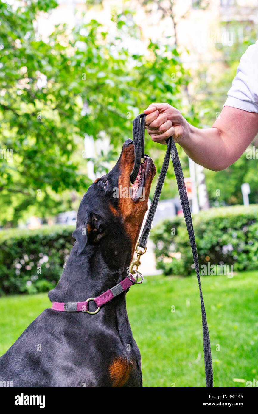How Do I Stop My Doberman Pulling On Lead