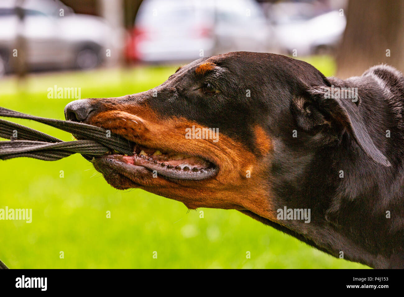 Doberman pair hi-res stock photography and images - Alamy