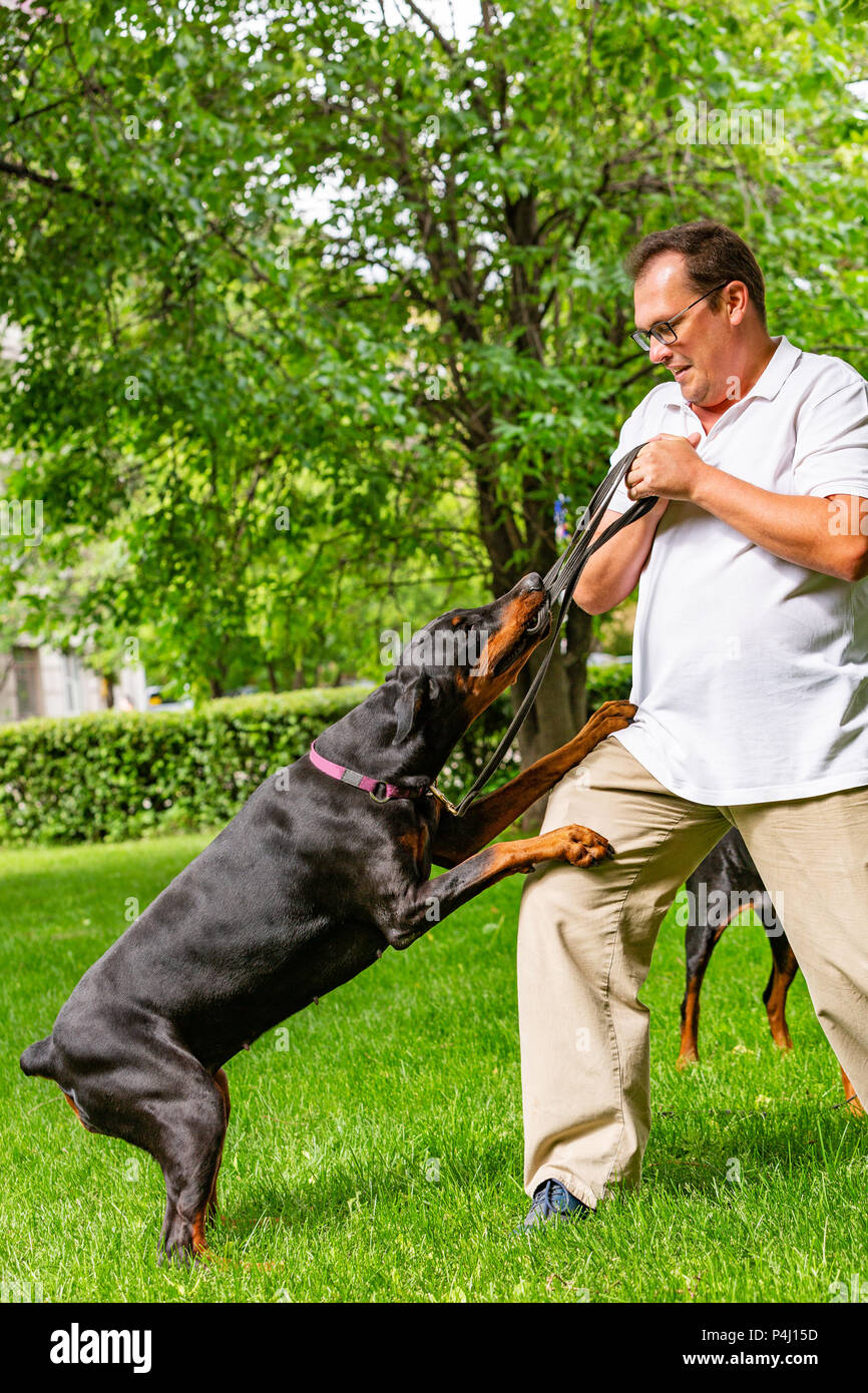 black dobermans tries to pull the leash out of the hands of the owner ...