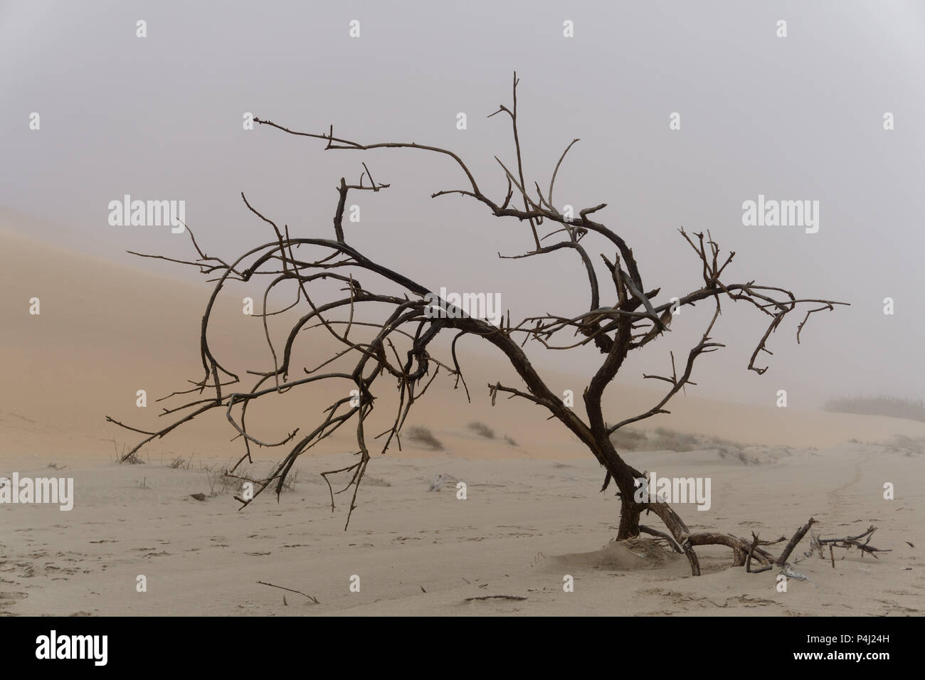 Coastal fog namibia hi-res stock photography and images - Alamy