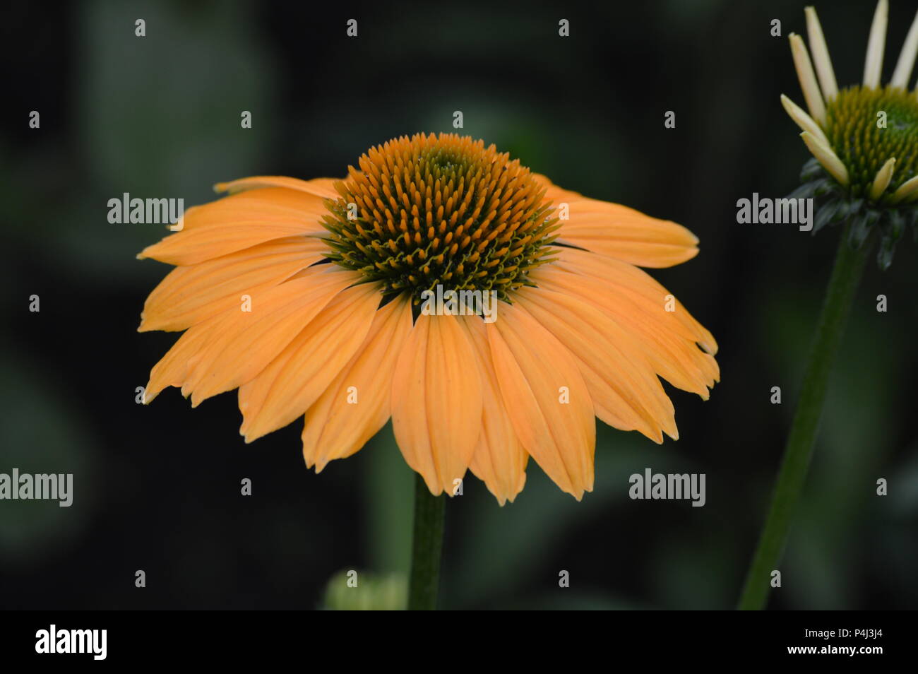 Coneflower in the garden Stock Photo - Alamy