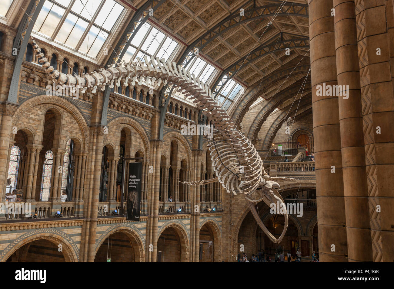 The blue whale skeleton in the Hintze Hall at the natural history ...