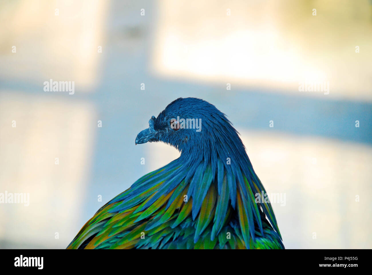 Public bird aviary hi-res stock photography and images - Alamy
