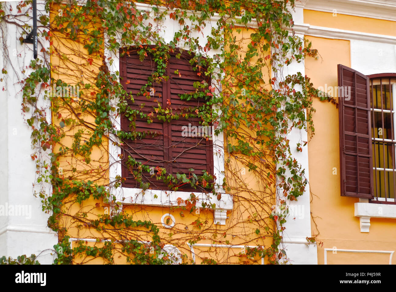 Ivy sprout hi-res stock photography and images - Alamy