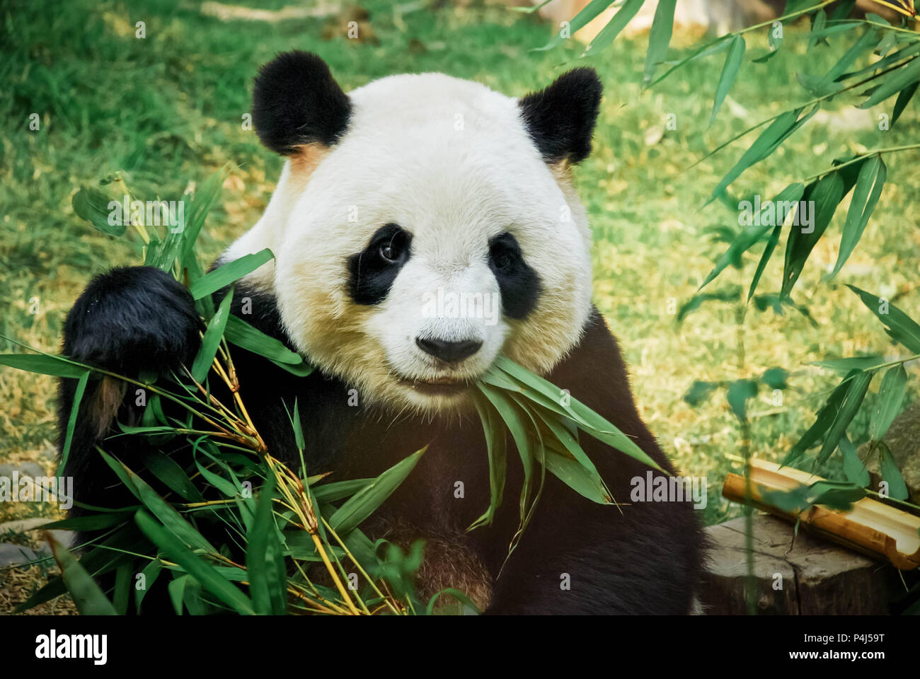 Big panda hi-res stock photography and images - Alamy