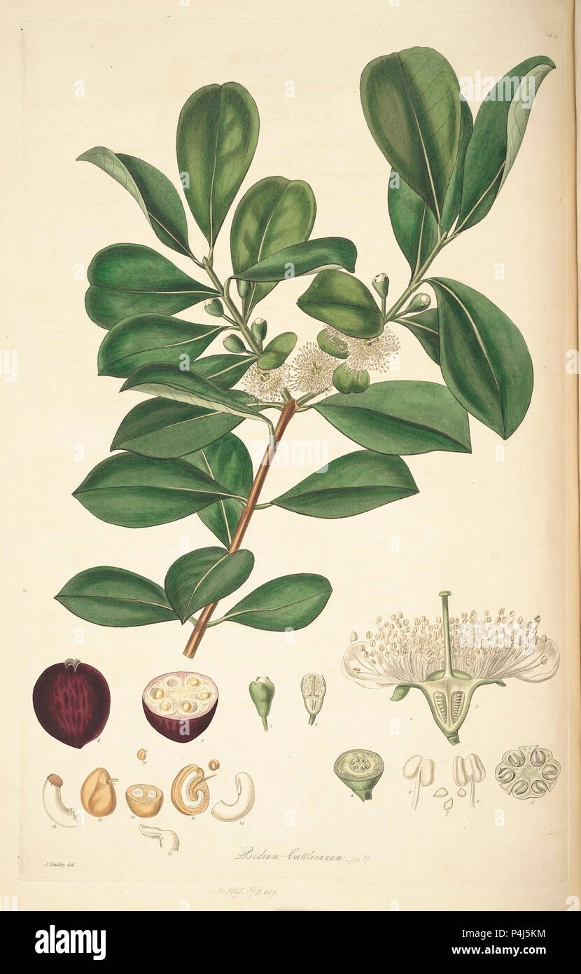 Psidium cattleianum hi-res stock photography and images - Alamy