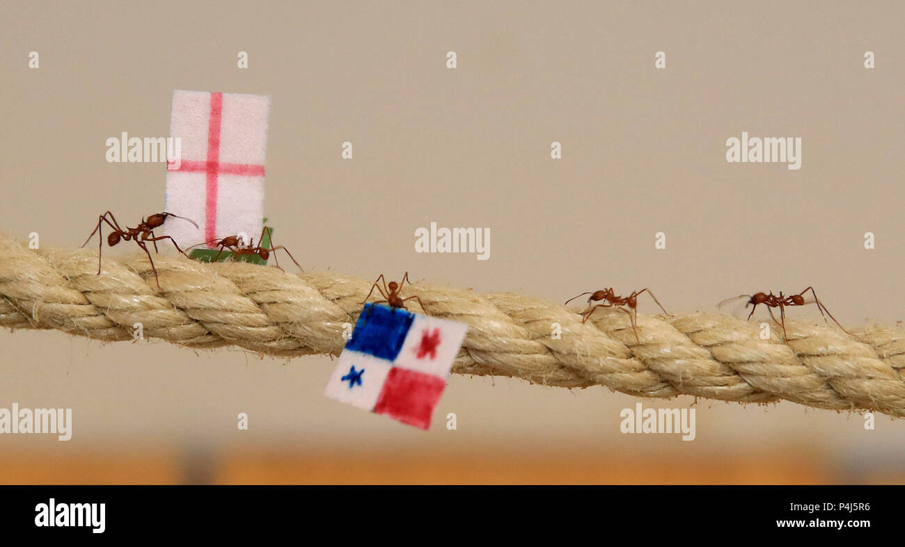 Leaf Cutter ants at Cannon Hall Farm in Yorkshire race along a rope ...