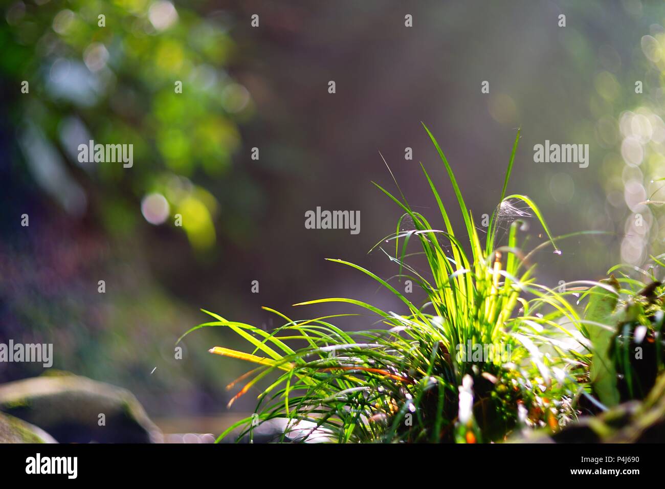 close up grass Stock Photo - Alamy