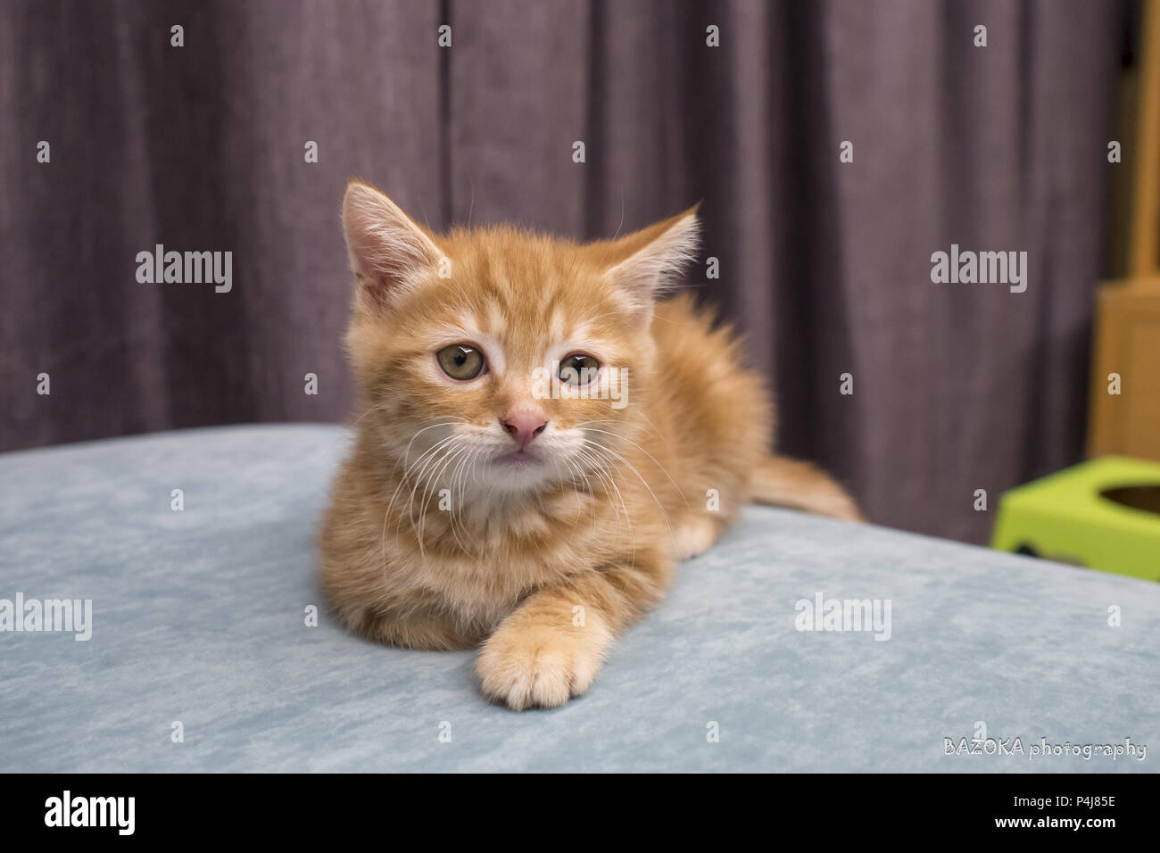 Manx kitten hi-res stock photography and images - Alamy