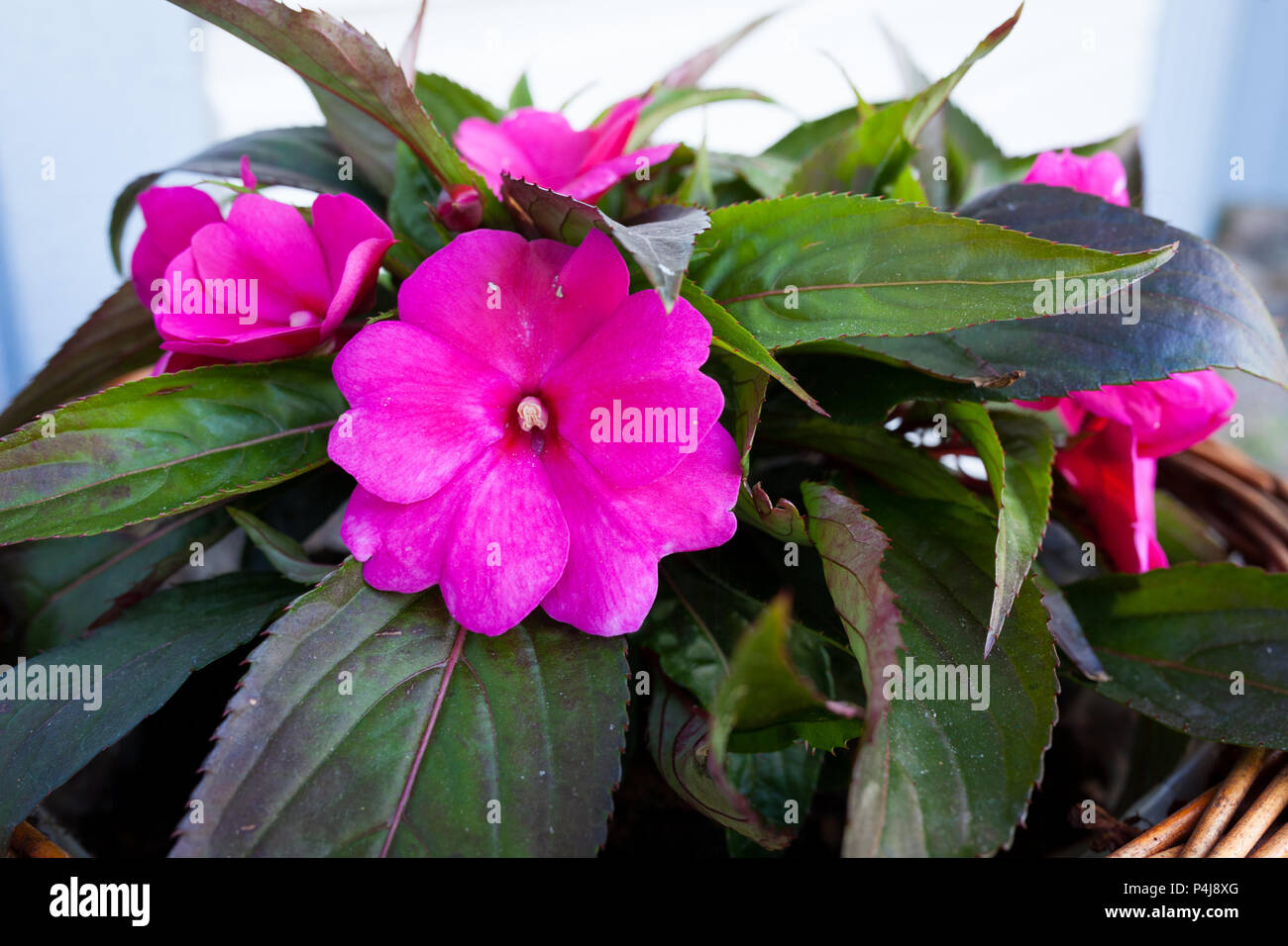 Impatiens hawkeri new guinea hi-res stock photography and images - Alamy
