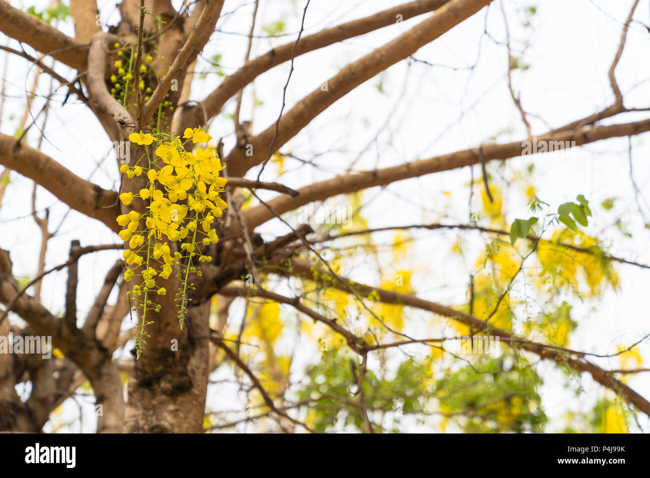 Beautiful cassia fistula flower on white sky background. Asia tree ...