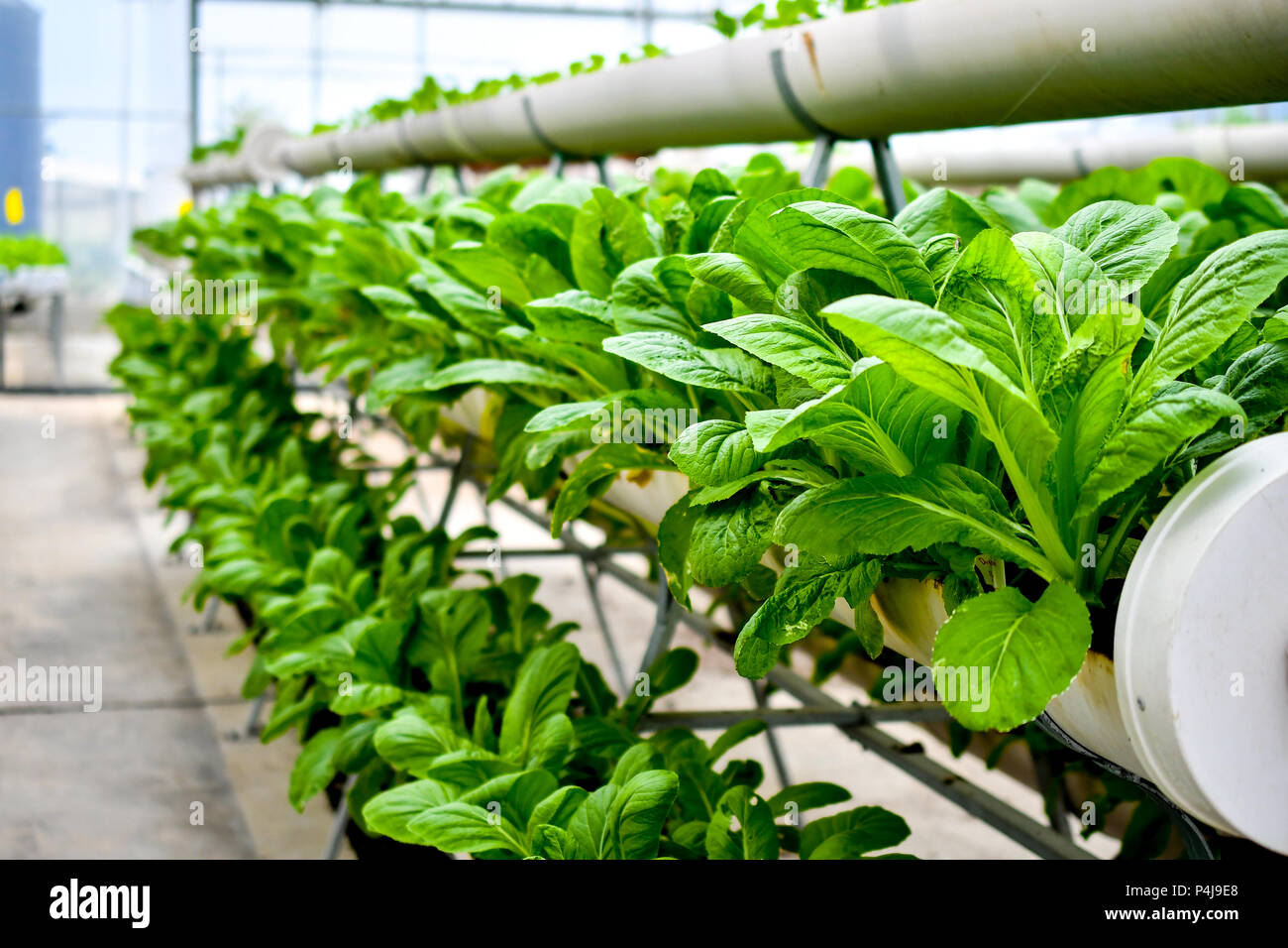 organic vertical farming Stock Photo - Alamy
