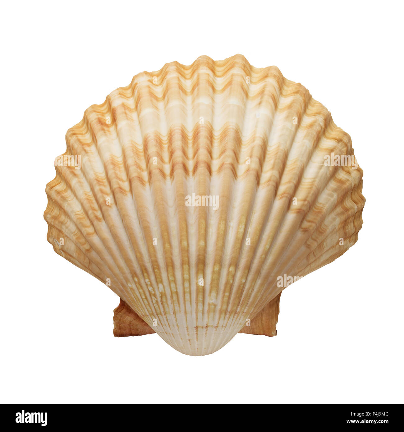 White shell beach hi-res stock photography and images - Alamy