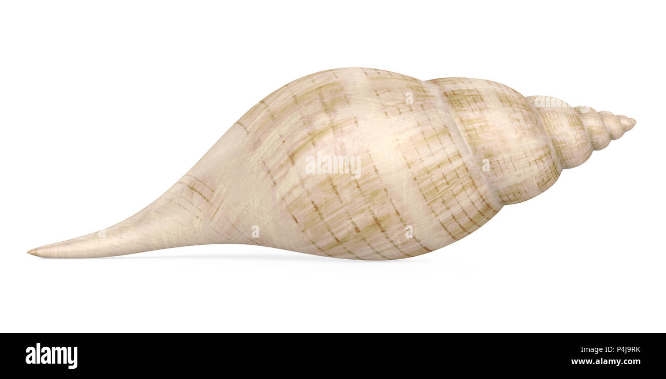 Tulip shell hi-res stock photography and images - Alamy