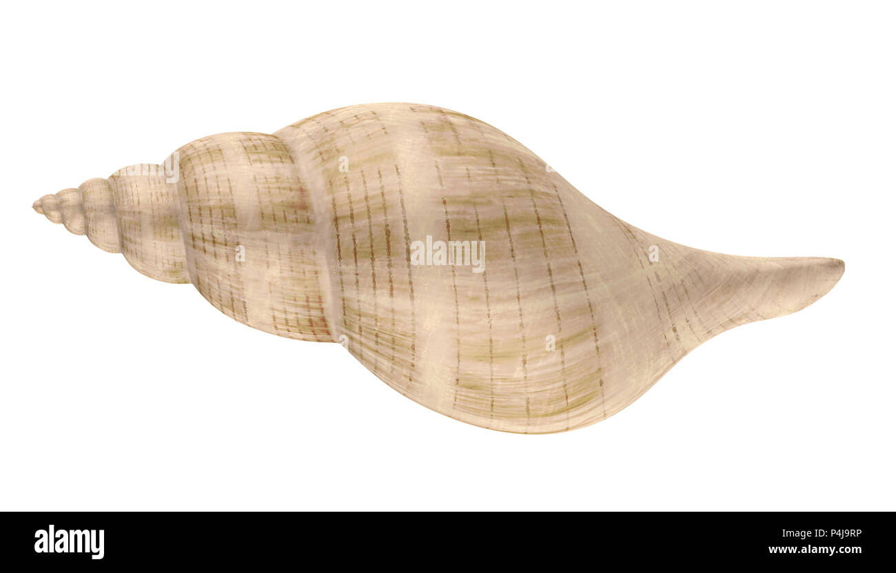 Tulip shell hi-res stock photography and images - Alamy