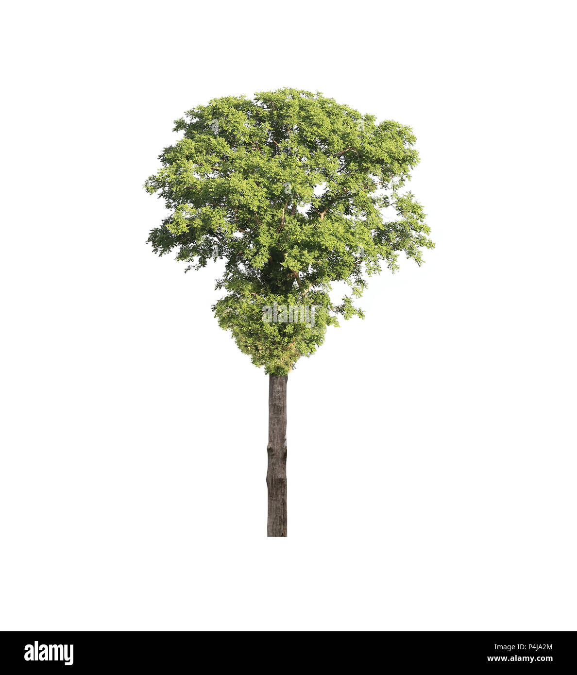 Green tropical tree isolated on white background Stock Photo - Alamy