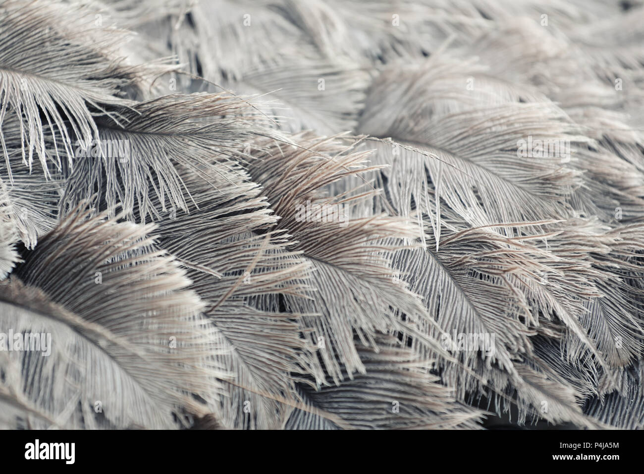Ostrich feathers of gray color for design in your work animal backdrop ...