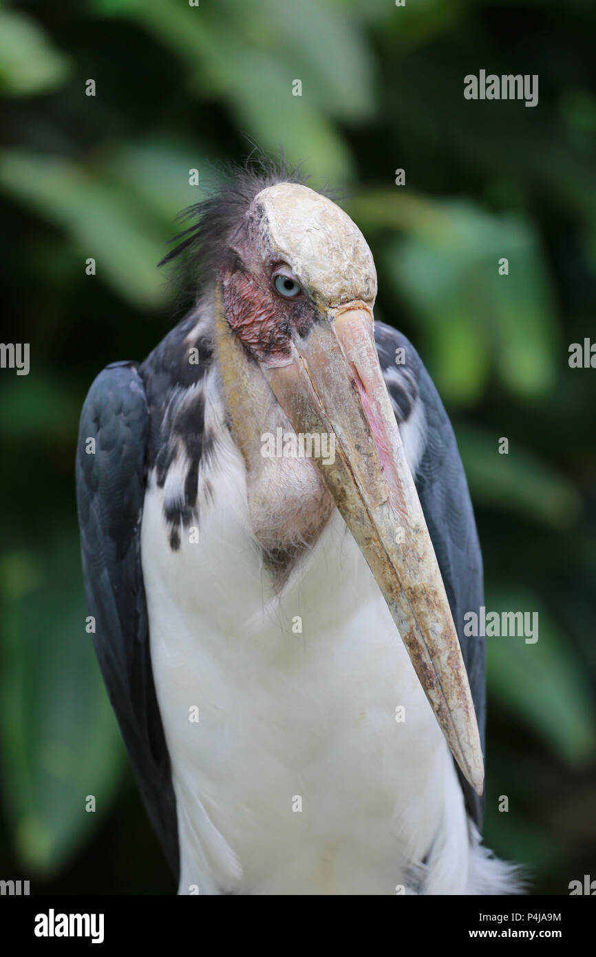 Lesser adjutant stork of tropics bird in the outdoor nature Stock Photo ...