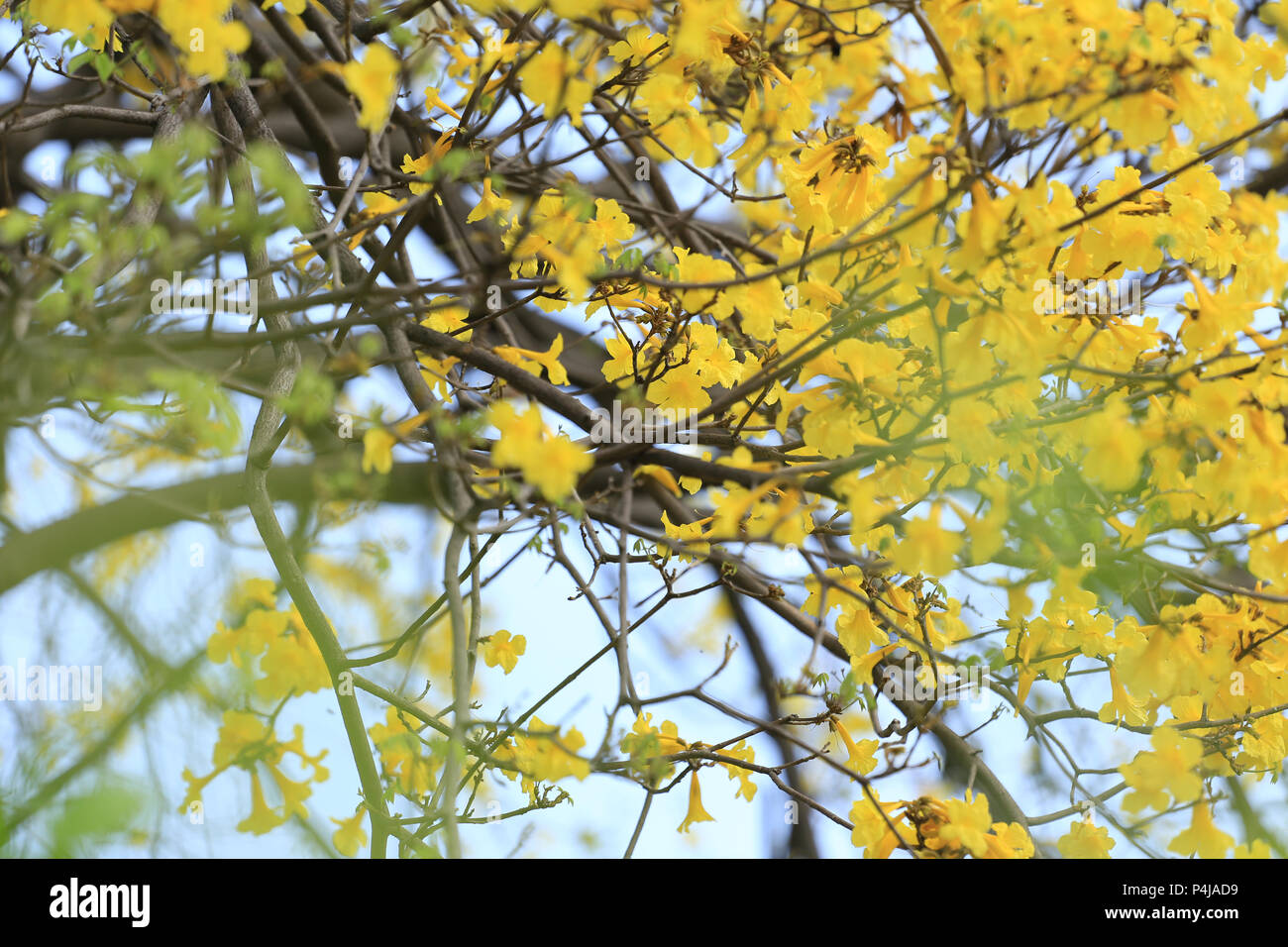 Yellow trumpet tree or tree of gold and in tropical countries called ...