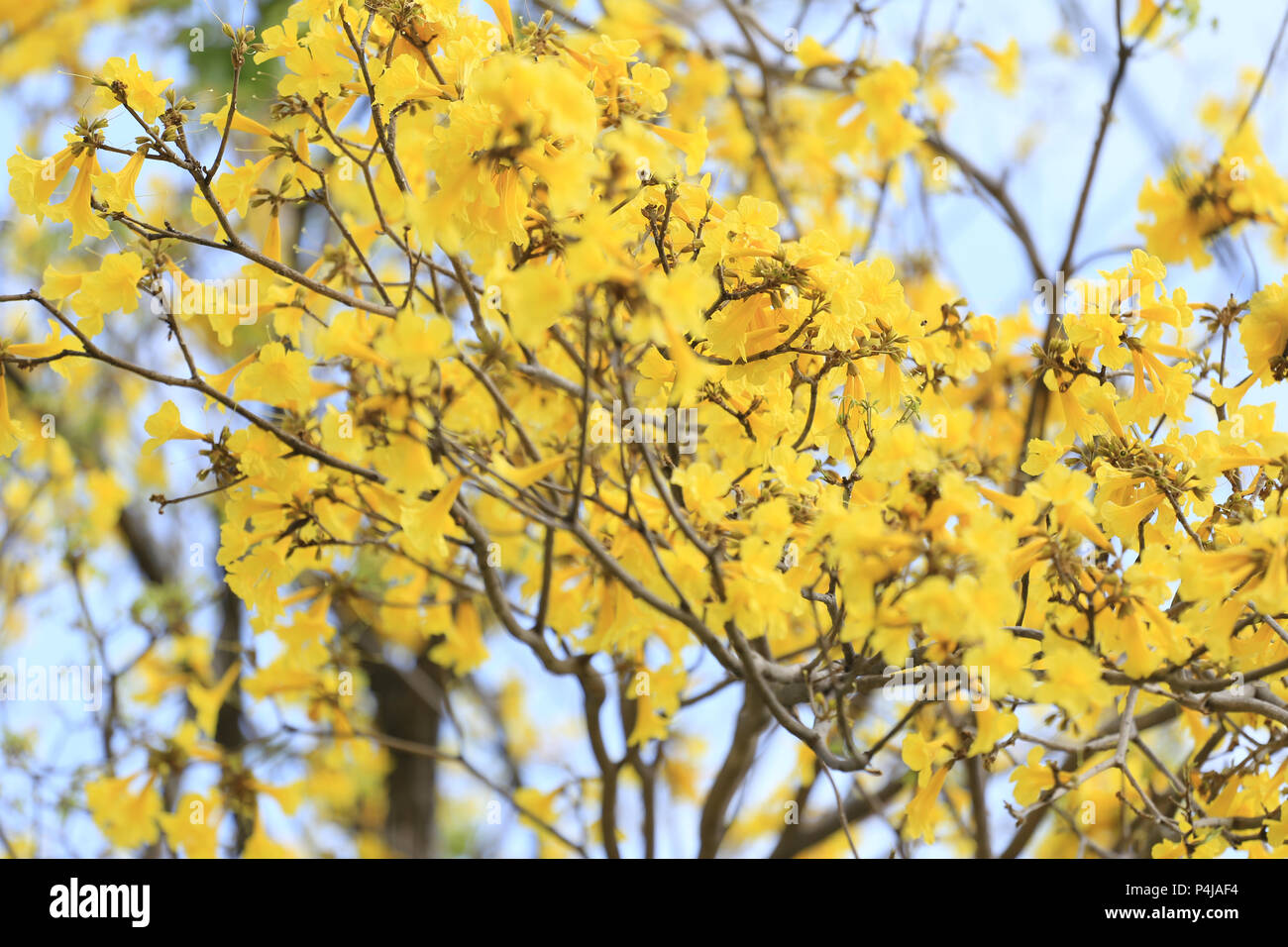 Yellow trumpet tree or tree of gold and in tropical countries called ...