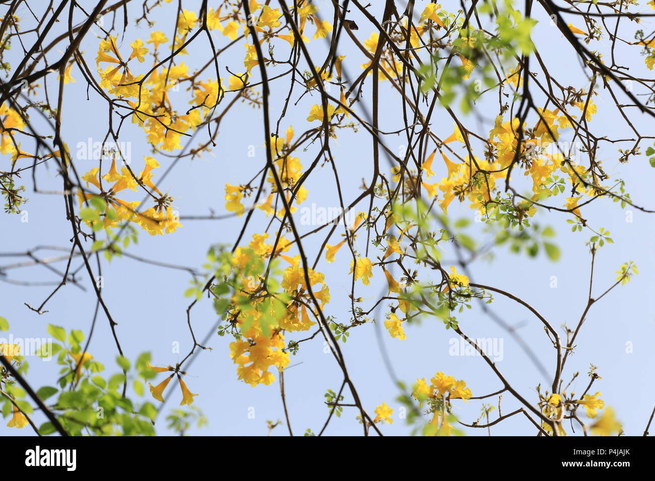 Yellow trumpet tree or tree of gold and in tropical countries called ...
