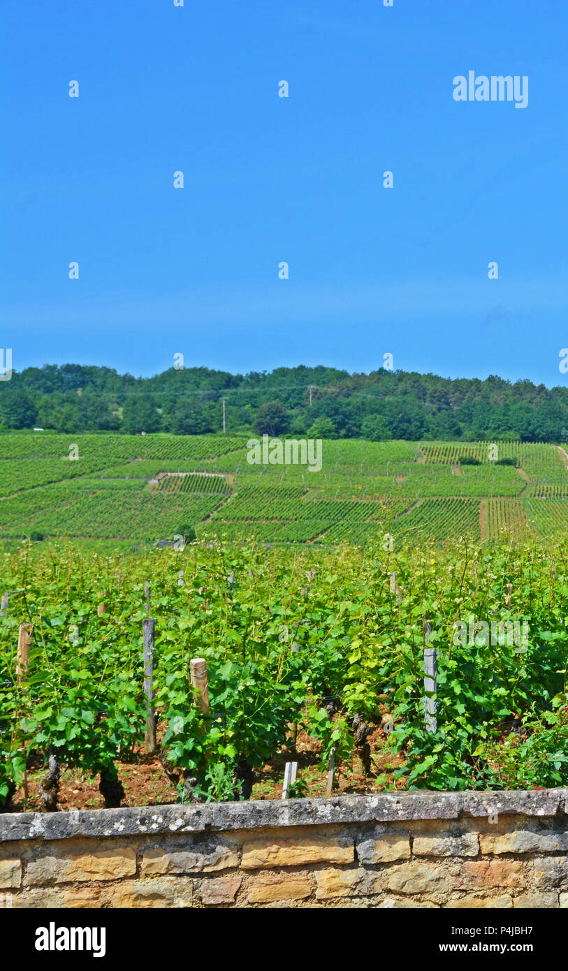 Romanée Conti vineyard, Vosne-Romanée, Cote d Or, burgundy, France ...