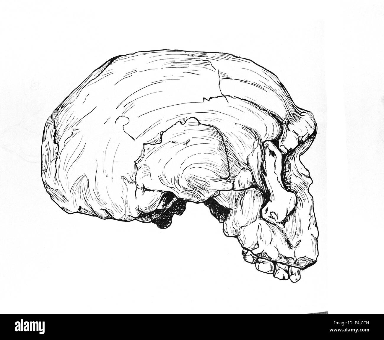Australoid Skulls Clipart