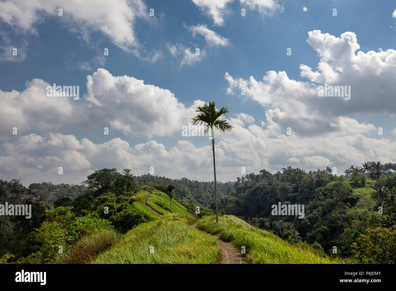 Amazing green rice field. Ubud, Bali, Indonesia Stock Photo - Alamy