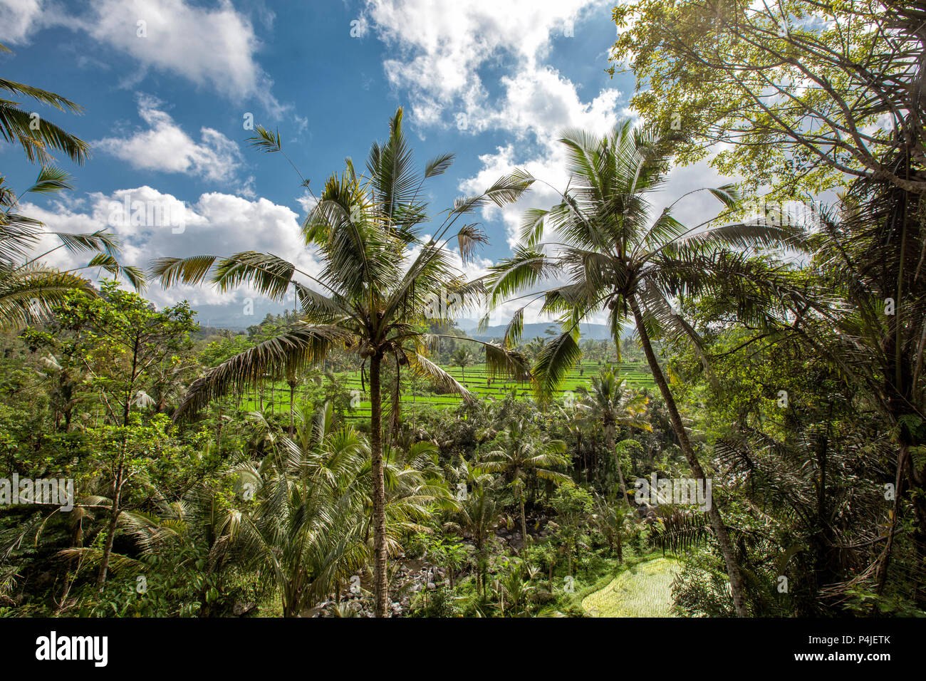 Bali Landscape, Bali Scenery, Indonesia Scenery, Indonesia Landscape ...