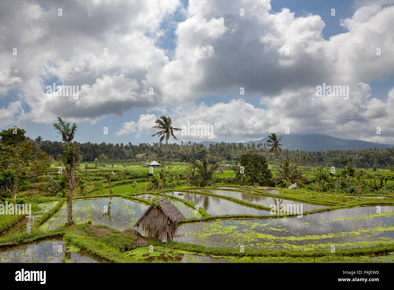 Bali Rice Terraces. The beautiful and dramatic rice fields. A truly ...
