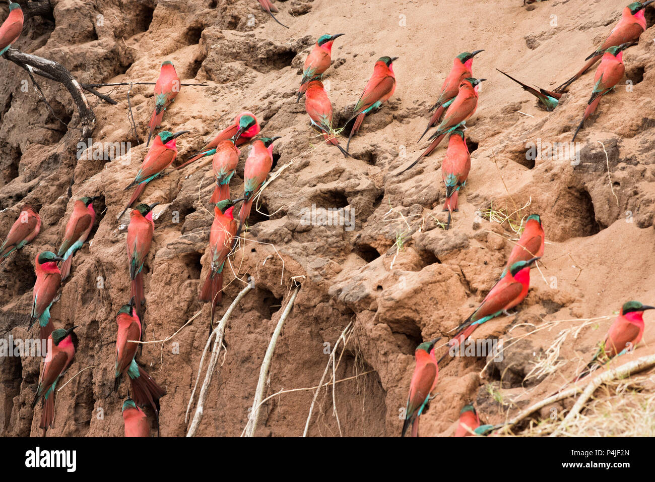 Carmine Bee-eater (Merops nubicoides) in the Okavango Delta, Botswana ...