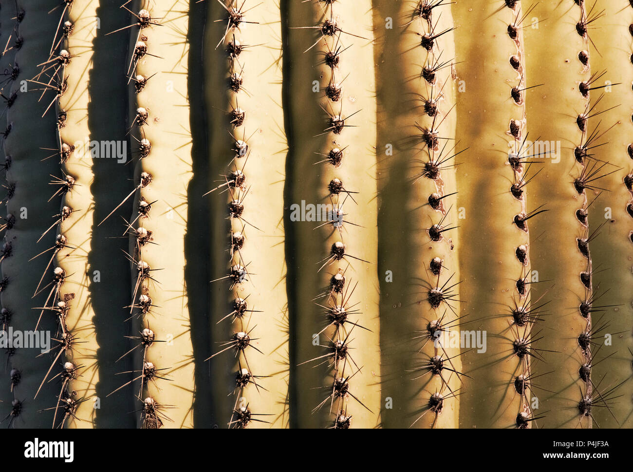 Close-up cactus. Textures style Stock Photo - Alamy