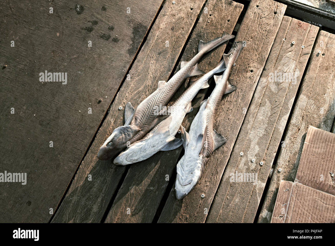 fish - raw fish on a natural wooden floor Stock Photo - Alamy