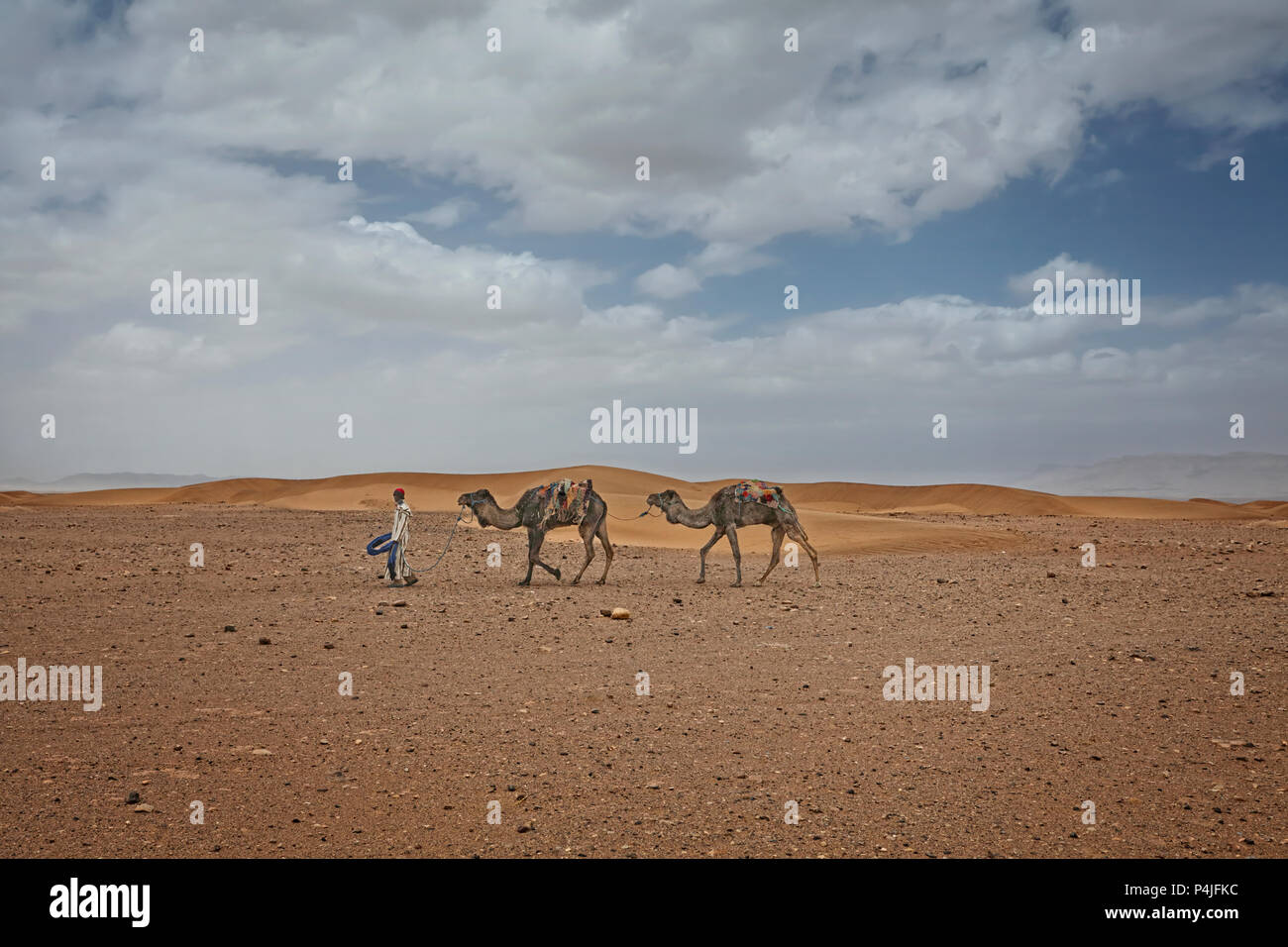 Indigenous berber man with dromedary camels travelling in Sahara desert ...