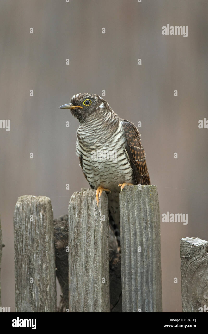 Common Cuckoo (Cuculus canorus Stock Photo - Alamy
