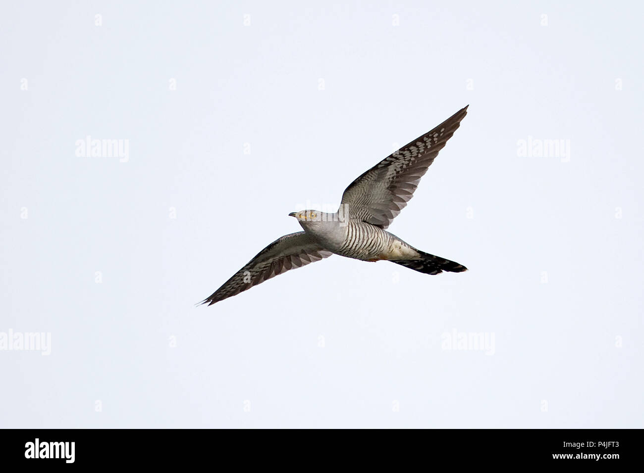 Common cuckoo flying in hi-res stock photography and images - Alamy