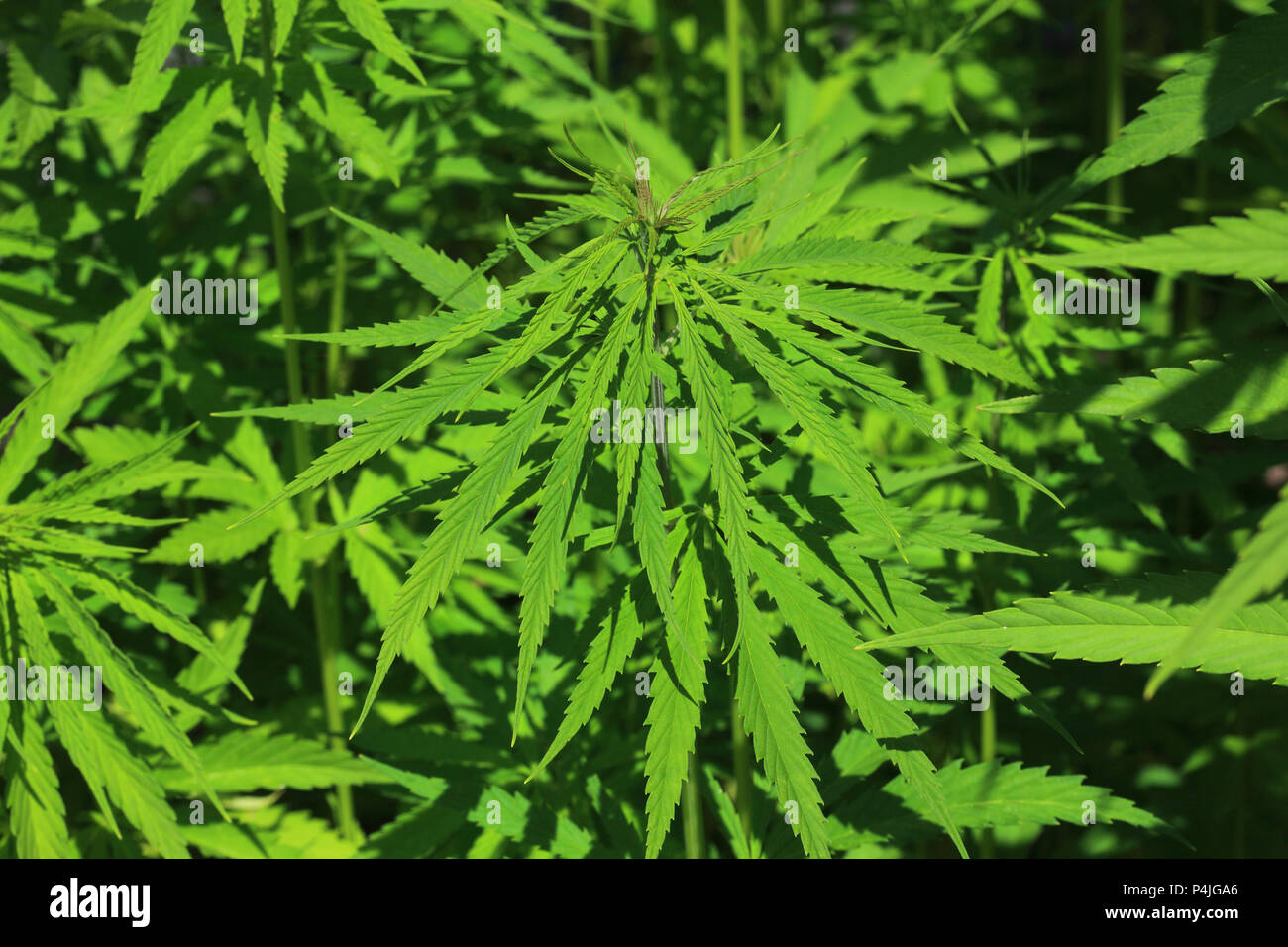 common hemp, Cannabis sativa Stock Photo - Alamy