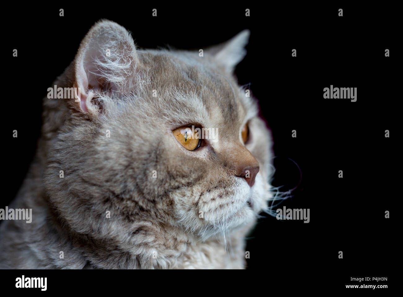 Selkirk Rex Stock Photos & Selkirk Rex Stock Images - Alamy