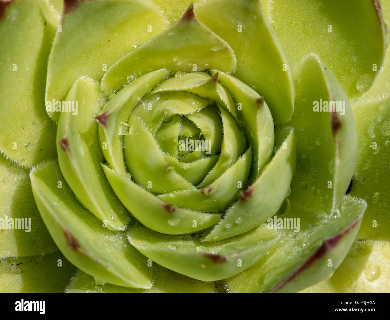 Sempervivum Tectorum Succulent High Resolution Stock Photography and ...