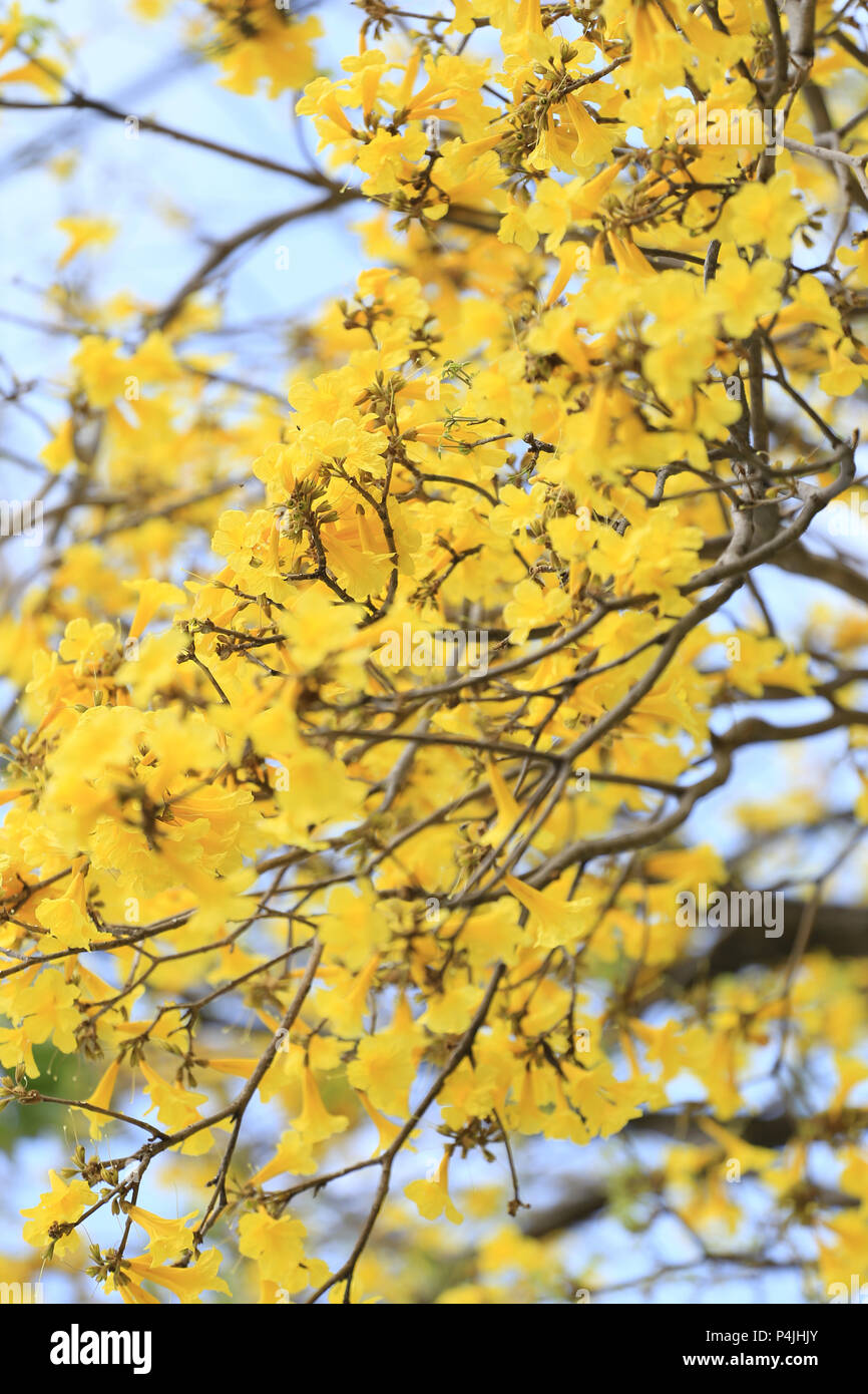 Yellow trumpet tree or tree of gold and in tropical countries called ...