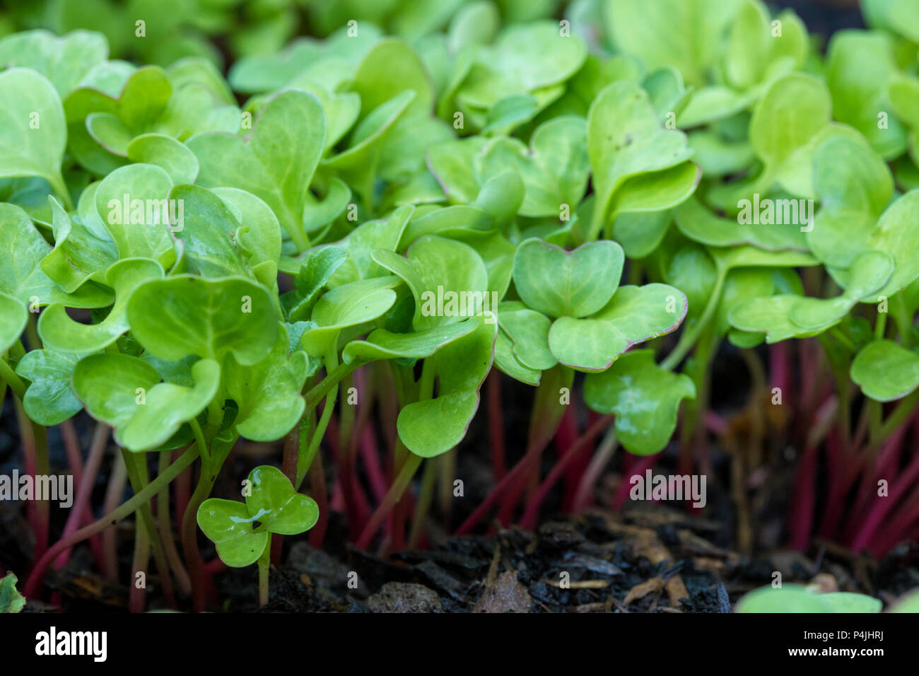 Radish agriculture hi-res stock photography and images - Alamy