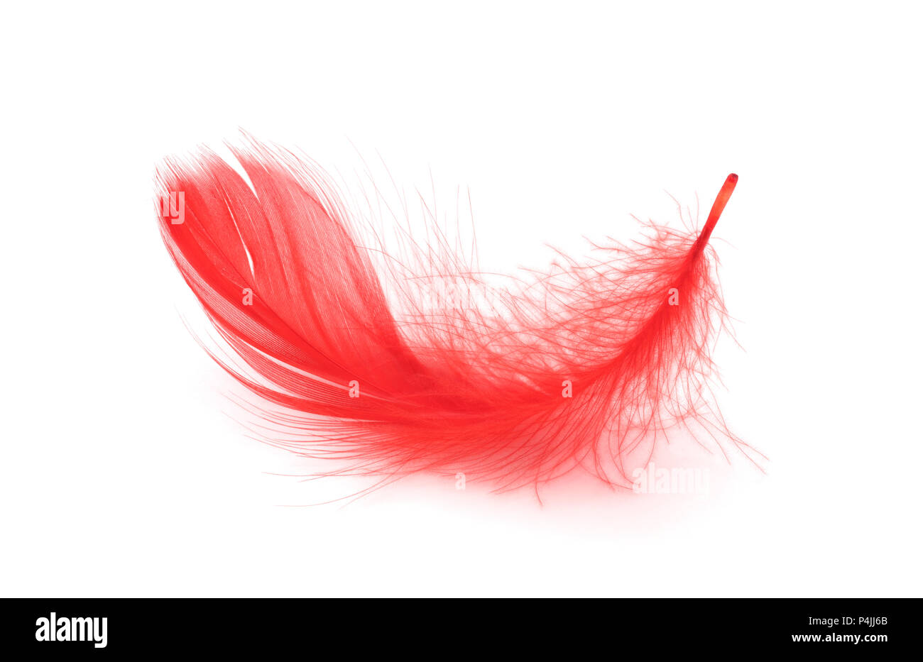 Wing feather bird angel Cut Out Stock Images & Pictures - Alamy