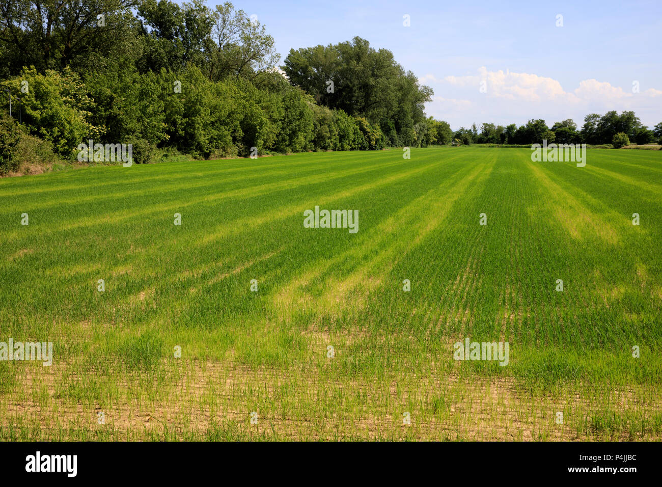 Rice field near Pavia, Pavia, Lombardy, Italy Stock Photo - Alamy
