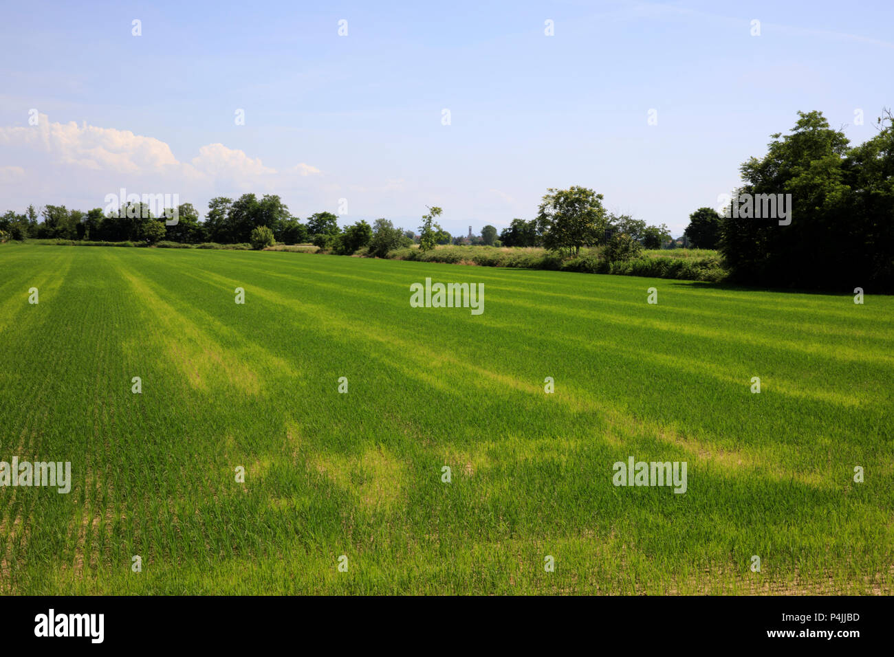 Rice field near Pavia, Pavia, Lombardy, Italy Stock Photo - Alamy