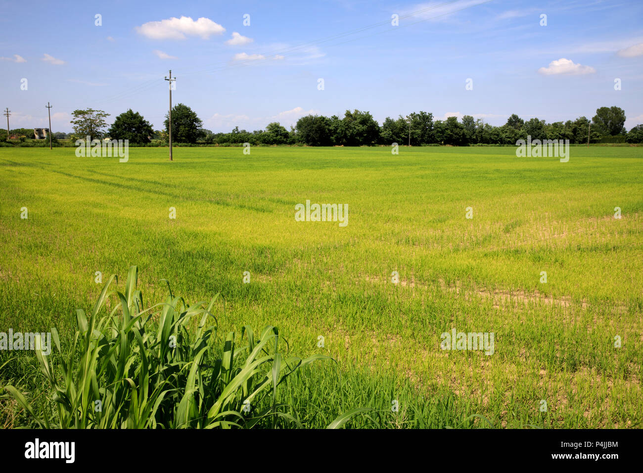 Rice field near Pavia, Pavia, Lombardy, Italy Stock Photo - Alamy