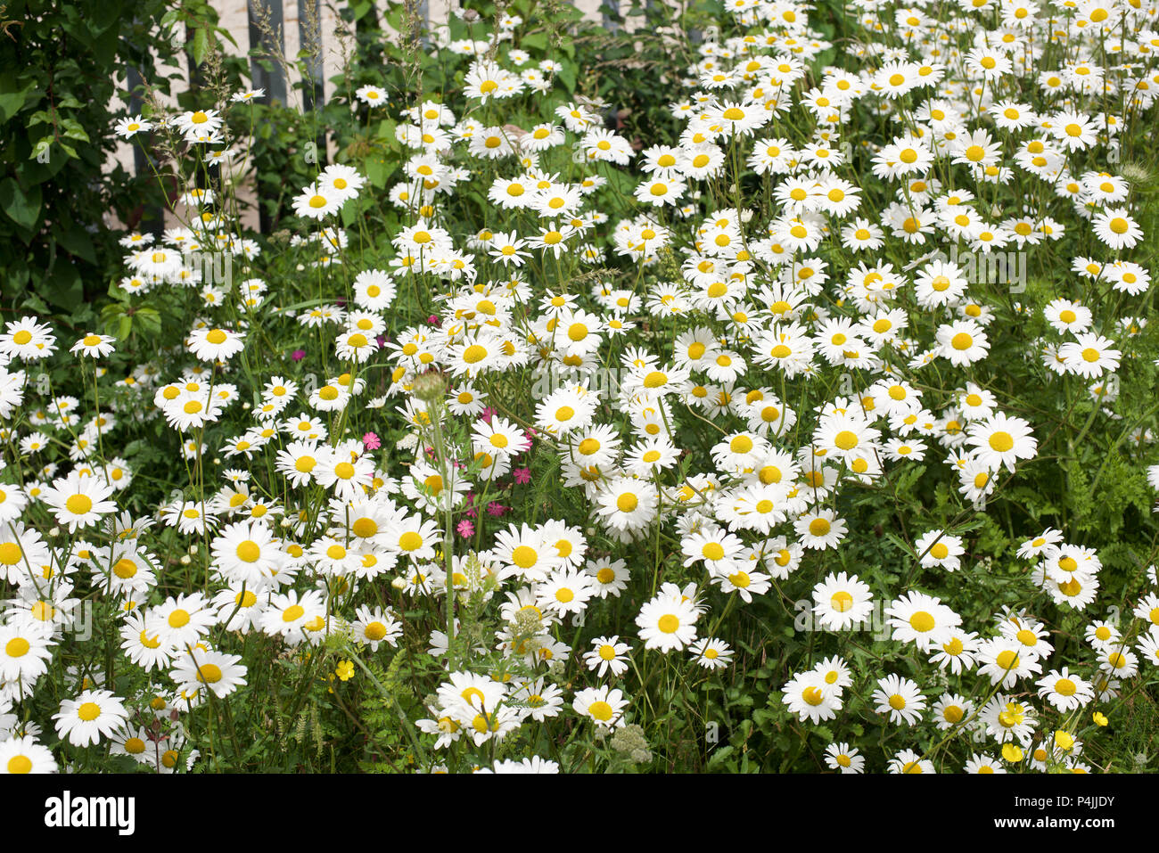 Margaritas flowers in a garden Stock Photo - Alamy