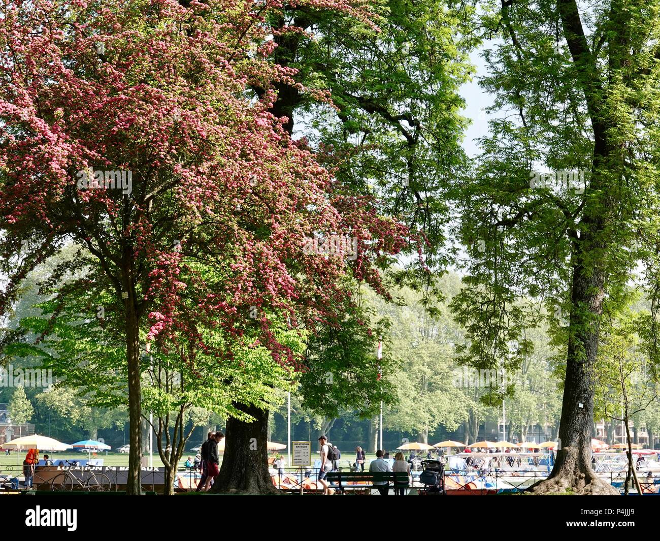People gathered at lakeside park in spring, Annecy, France Stock Photo ...