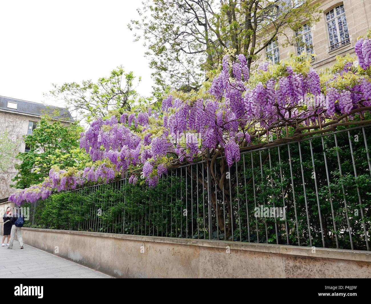 Couple photographing wisteria vine, Paris, France Stock Photo - Alamy