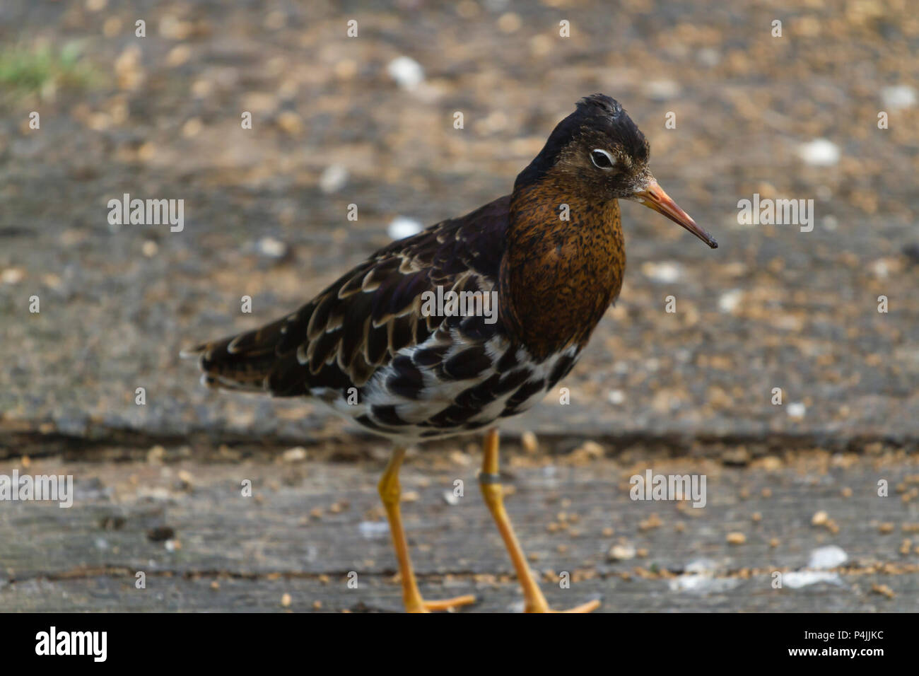 Slimbridge birds hi-res stock photography and images - Alamy