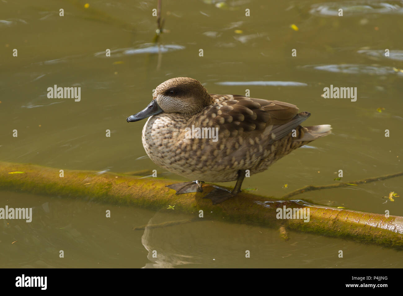 Female Mandarin at Slimbridge Stock Photo - Alamy